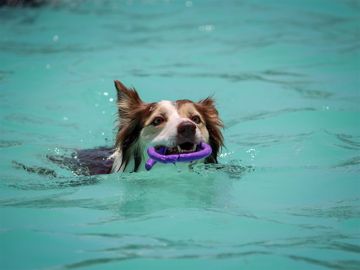 Dog Paddle Swimming